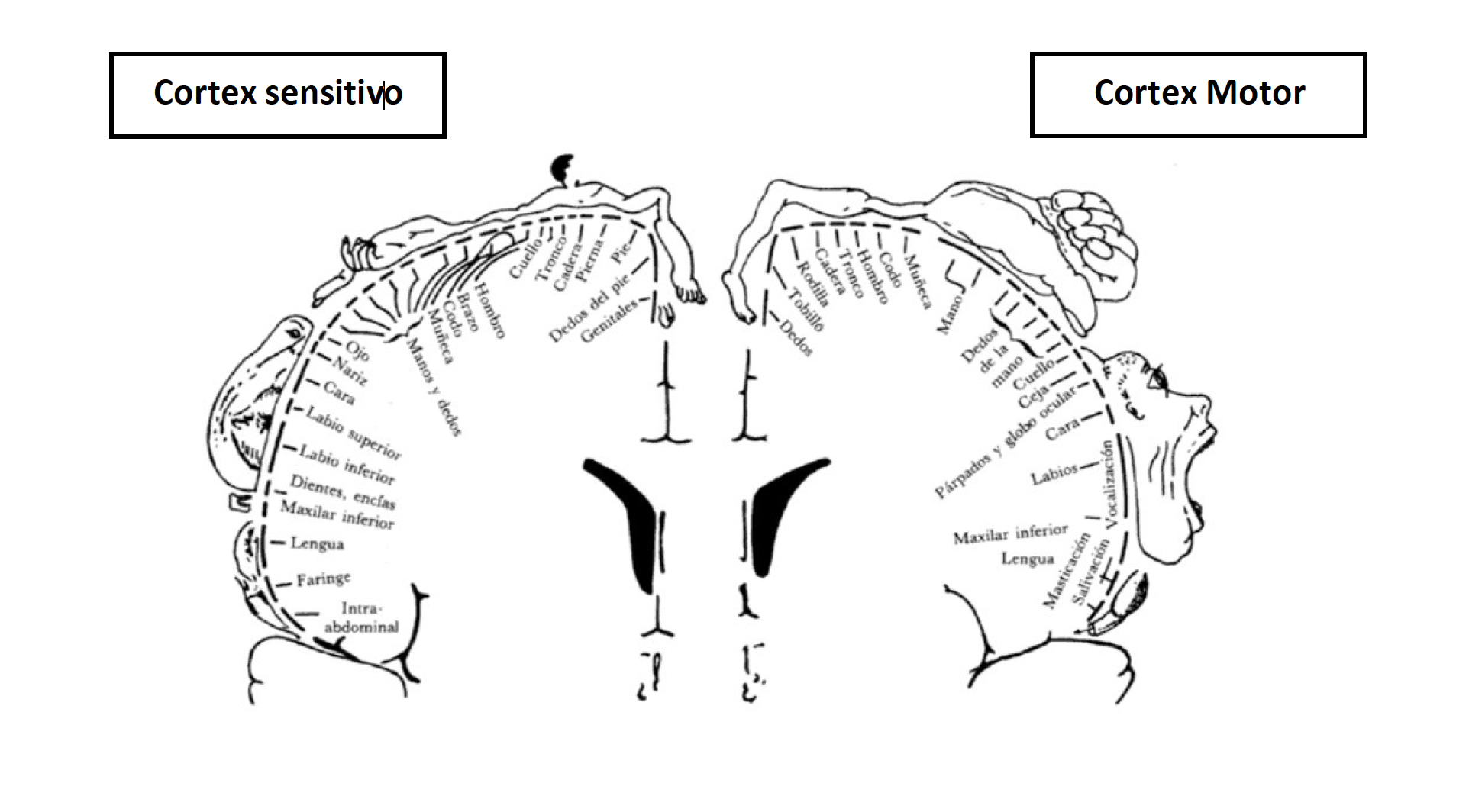 Realidad Virtual y Neurociencia - ESHMÚN SPORT CLINIC